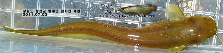 미유기(Slender catfish) : 네이버 블로그