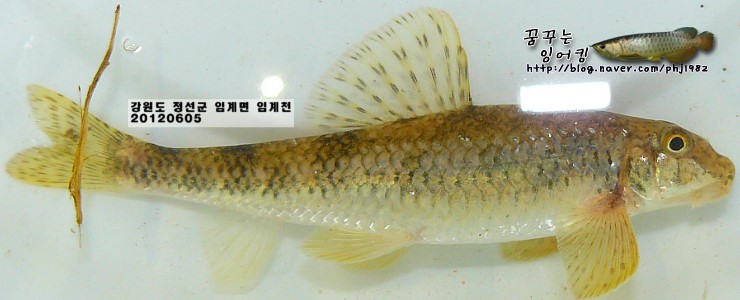 배가사리(Microphysogobio longidorsalis) : 네이버 블로그