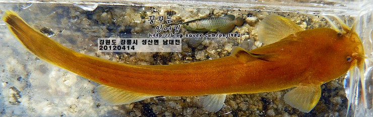 퉁가리(Liobagrus andersoni) : 네이버 블로그