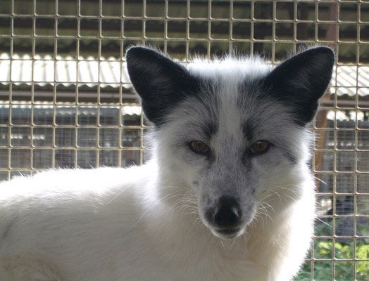 실버 폭스을 길들[Tame Silver Fox] : 네이버 블로그