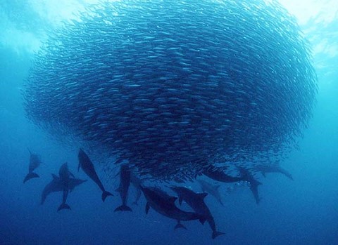 Bait Ball - 그 처연한 삶의 현장 : 네이버 블로그