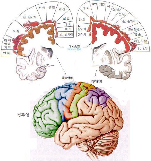 펜필드의 뇌지도 : 네이버 블로그