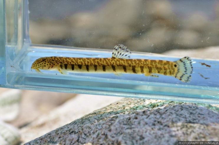 좀수수치 Kichulchoia brevifasciata Kim and Lee, 1995 - Little loach : 네이버 블로그