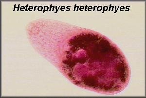 이형흡충과(Heterophyidae),이형이형흡충(Heterophyes heterophyes) : 네이버 블로그