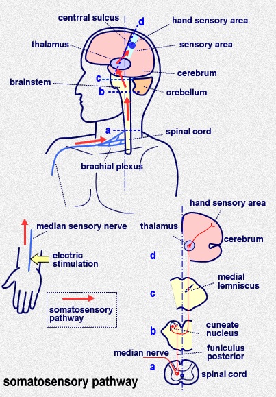 체성감각유발전위 SSEP Somatosensory Evoked Potential 개요 : 네이버 블로그