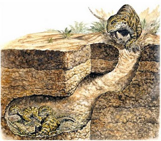 오릭토드로메우스(Oryctodromeus) : 네이버 블로그