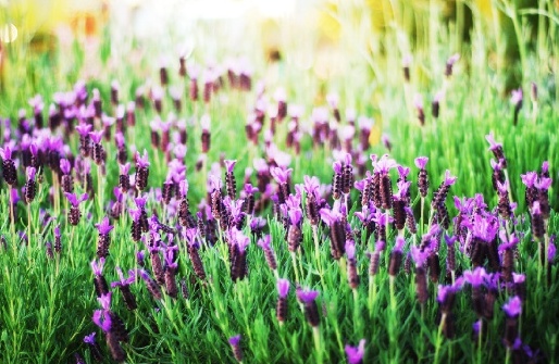 허브차종류 hurb : 네이버 블로그