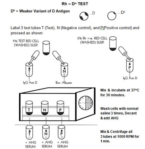 약-D(Du) 검사 (weak D),Du test : 네이버 블로그