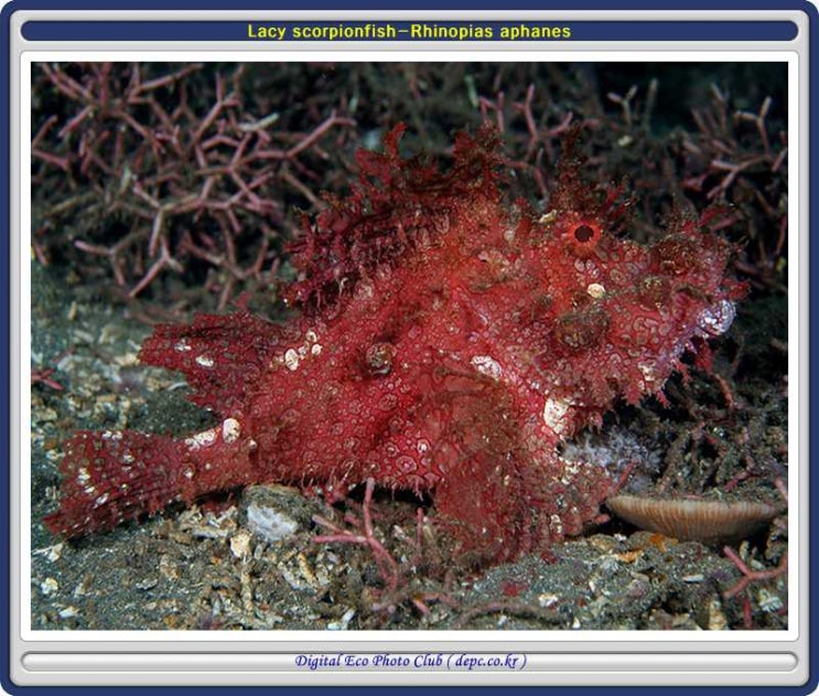 Lacy scorpionfish : 네이버 블로그