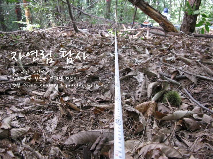 사분각법(Point centered quarter method)을 이용한 자연림 탐사 : 네이버 블로그