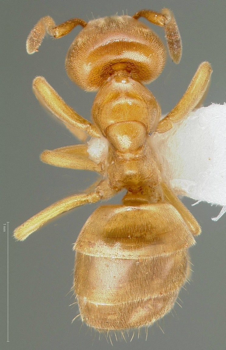 황개미 Lasius (Cautolasius) flavus Fabricius, 1782 : 네이버 블로그