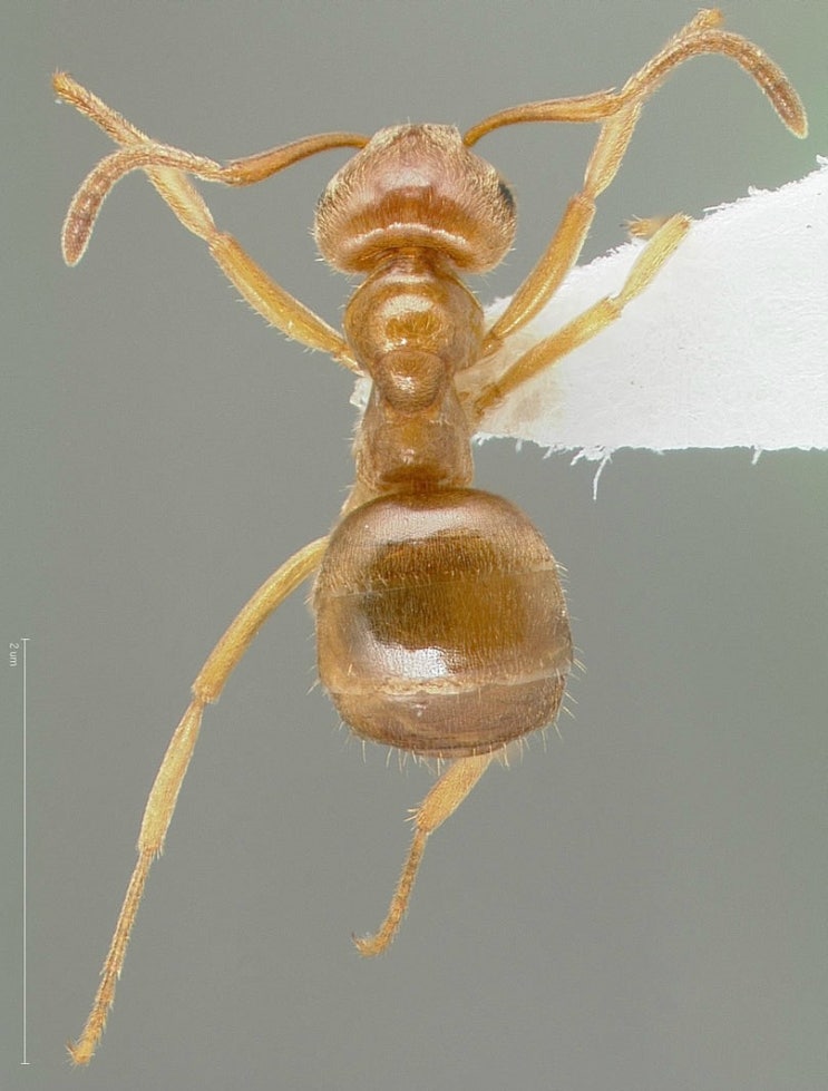황털개미 Lasius (Chthonolasius) umbratus Nylander, 1846 : 네이버 블로그