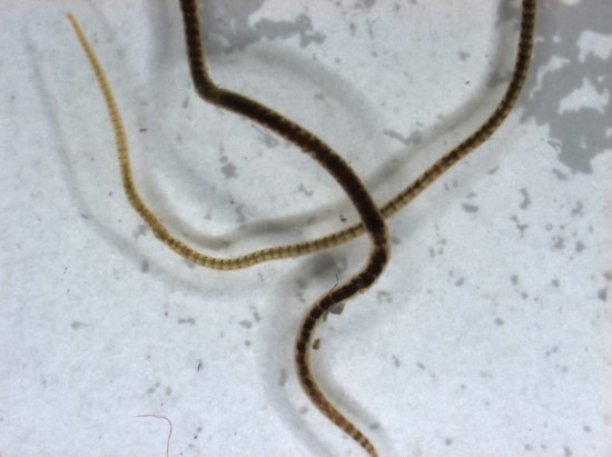 Lumbriculus variegatus : 네이버 블로그