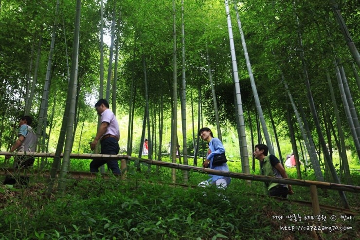 거제도여행코스 맹종죽 테마공원테마파크 대나무숲 따라 힐링여행 네이버 블로그