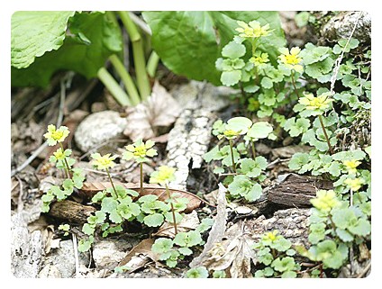 Chrysosplenium grayanum : 네이버 블로그