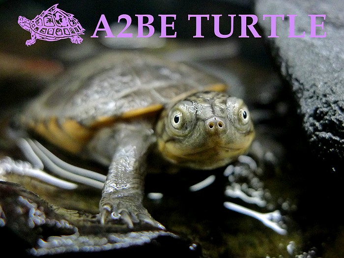 힝지 테라핀 Hinged Terrapin (Africa Sideneck Turtle) : 네이버 블로그