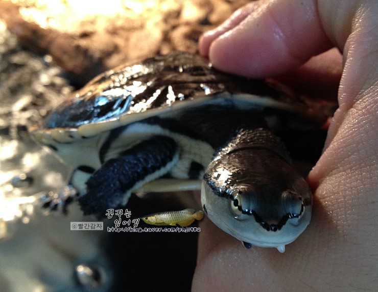 힐러리 사이드넥 터틀(Hillary's Side-necked Turtle) : 네이버 블로그