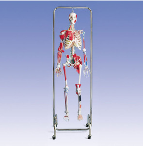 W47001 의학치료전신골격모형 / Physical Therapy Skeleton : 네이버 블로그