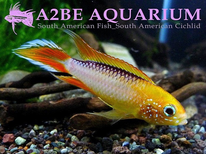 독일수입종 PART-9 [아가시지 화이어레드 / L160 스피노서스] : 네이버 블로그