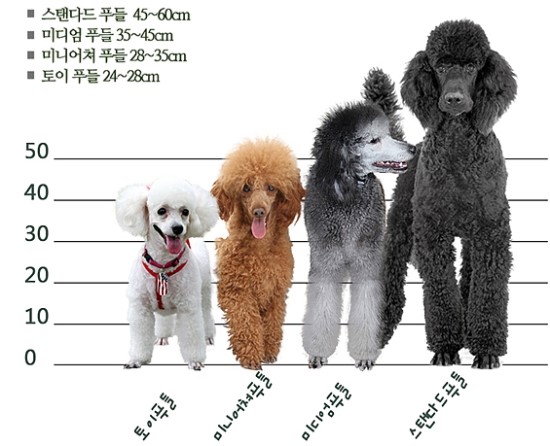 푸들종류 강아지 상식 네이버 블로그