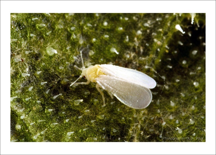 온실가루이(Trialeurodes vaporariorum) - 성충 및 약충 : 네이버 블로그