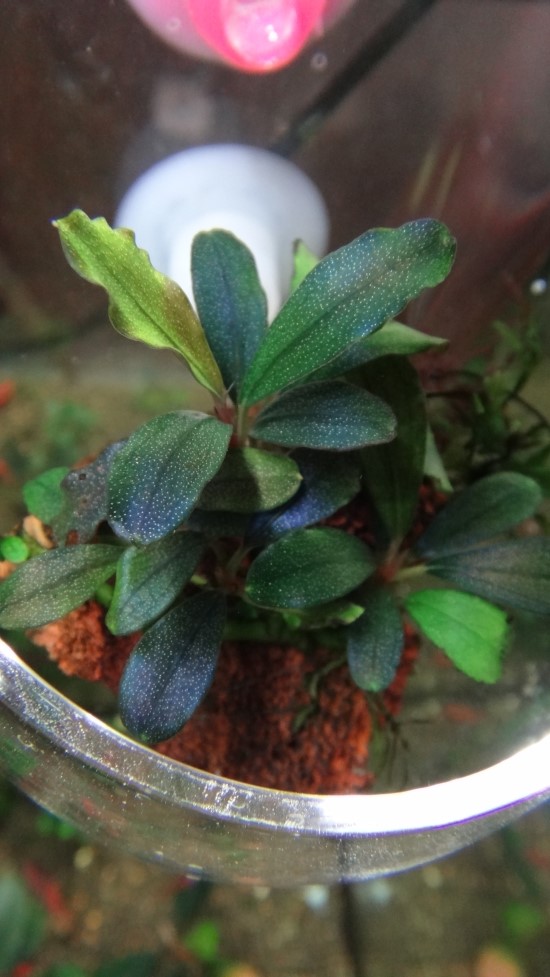 Bucephalandra Sp "Brownie Blue" ulu kapuas w.kalimantan : 네이버 블로그