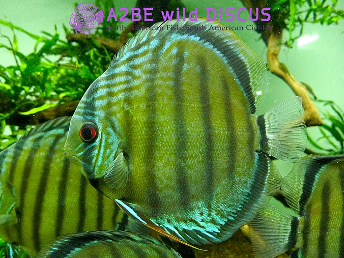 WILD DISCUS sp GREEN : 네이버 블로그