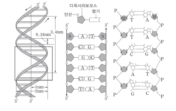 DNA의 복제 과정을 설명하다 : 네이버 블로그