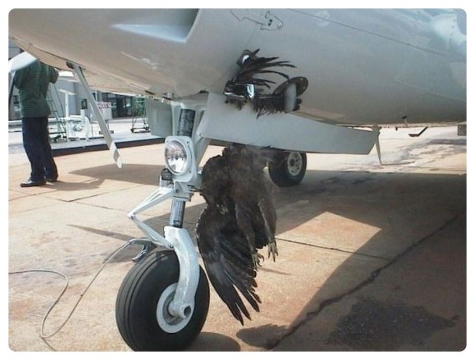 버드 스트라이크 [ bird strike ] : 네이버 블로그