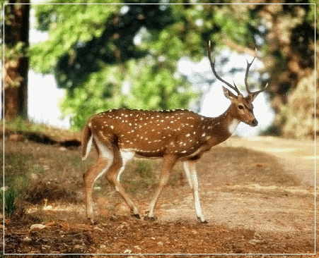 액시스사슴(Chital Deer) 알아보기 : 네이버 블로그