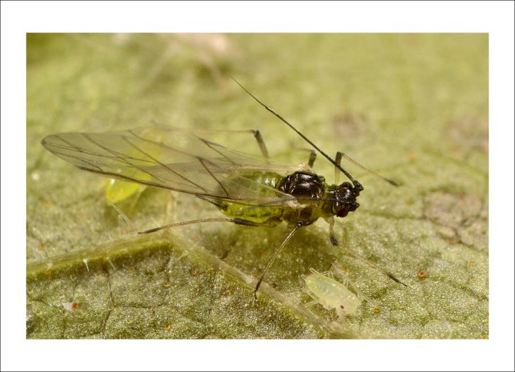홉사마귀진딧물(Phorodon humuli) - 환삼덩굴 : 네이버 블로그
