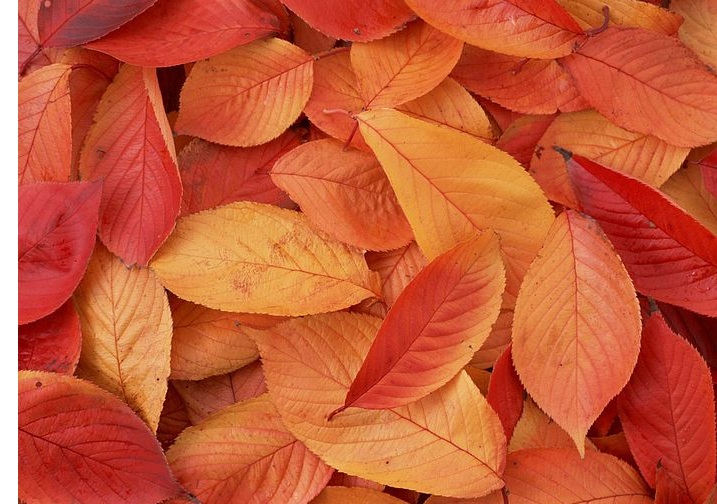 [이진법, ASCII] i love you 사랑 고백법 : 네이버 블로그