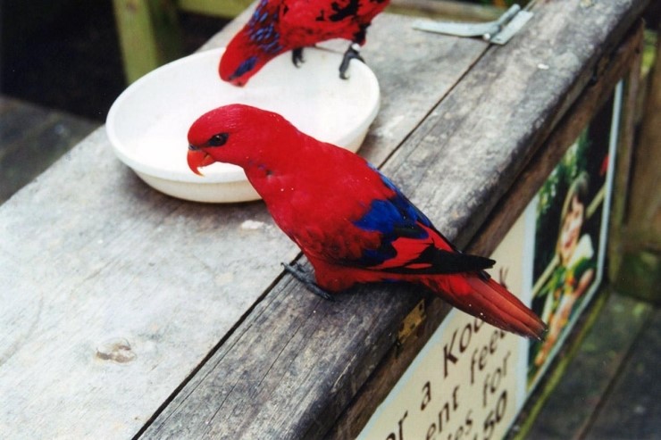 [앵무새종류] Black-winged Lory / 검은날개 장수앵무 : 네이버 블로그