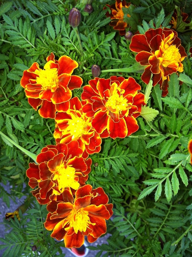 [정의 명언]-대선-공약-아리스토텔레스 /아게실라오스 2세 : 네이버 블로그