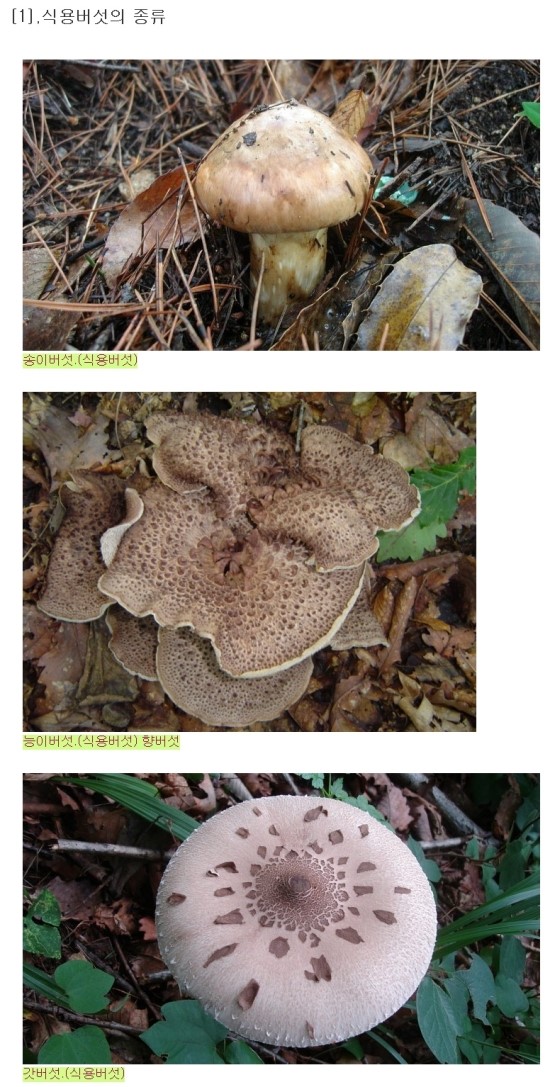 식용버섯의종류 : 네이버 블로그