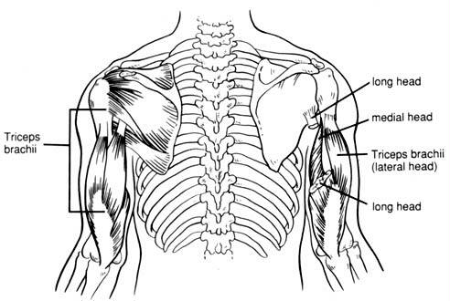 The Best Triceps Building Tips & Workouts 삼두근 운동법… : 네이버 블로그