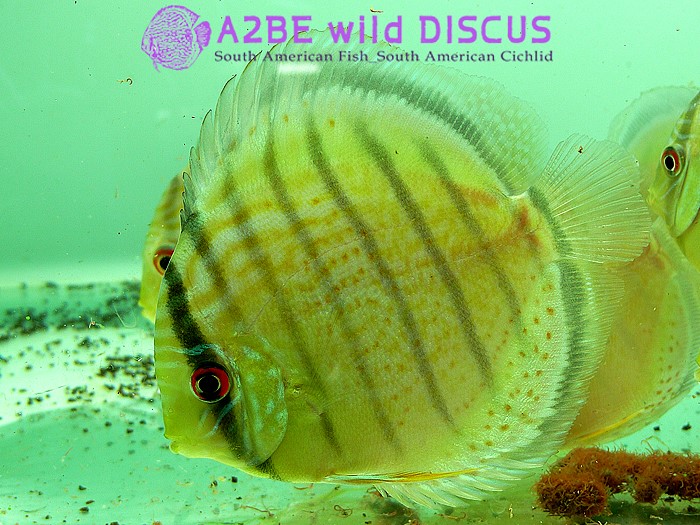 야생 디스커스 아포포리스 레드 스팟 / Discus wild "Apoporis" Red Spot : 네이버 블로그