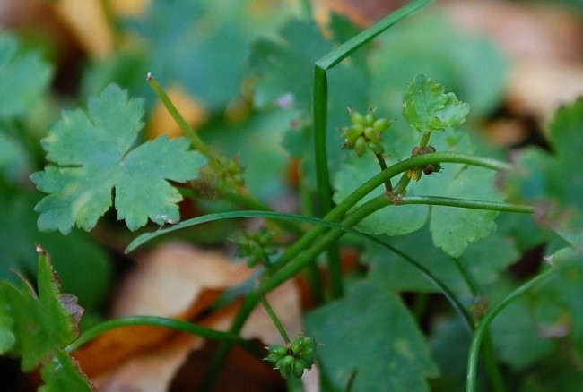 선피막이(천호유, 天胡荽), Hydrocotyle maritima Honda : 네이버 블로그