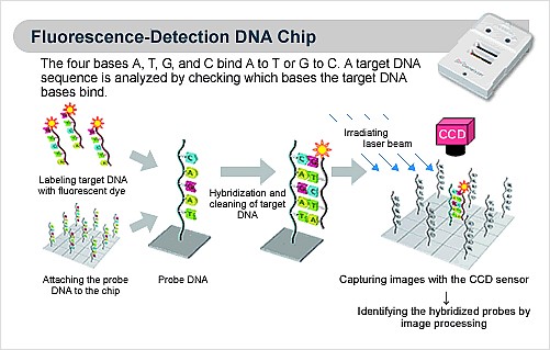 DNA 칩이란 무엇인가요? 수능에 출제될까요? : 네이버 블로그