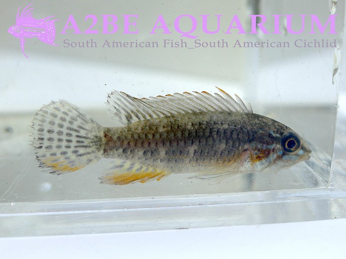 아피스토그라마 공동구매 [독일편] Apistogramma elizabethae ICANA wild : 네이버 블로그