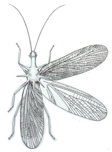 거대한 곤충 무리 티타놉테라( Titanoptera ) : 네이버 블로그