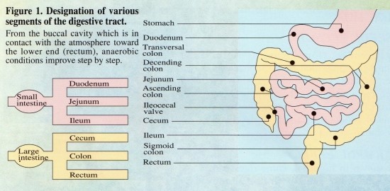 프로바이오틱에 관한 다양한 정보, 유익균과 유해균의 작용 비교, 각 균주 장내 분포 비율, Bifidus factor, 비피더스 ...
