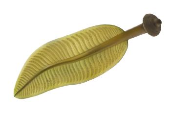 차르니오디스쿠스[Charniodiscus] : 네이버 블로그