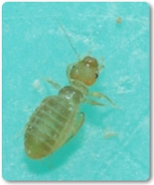 먼지(책)다듬이벌레(Booklice)Trogium pulsatorium (L.) : 네이버 블로그