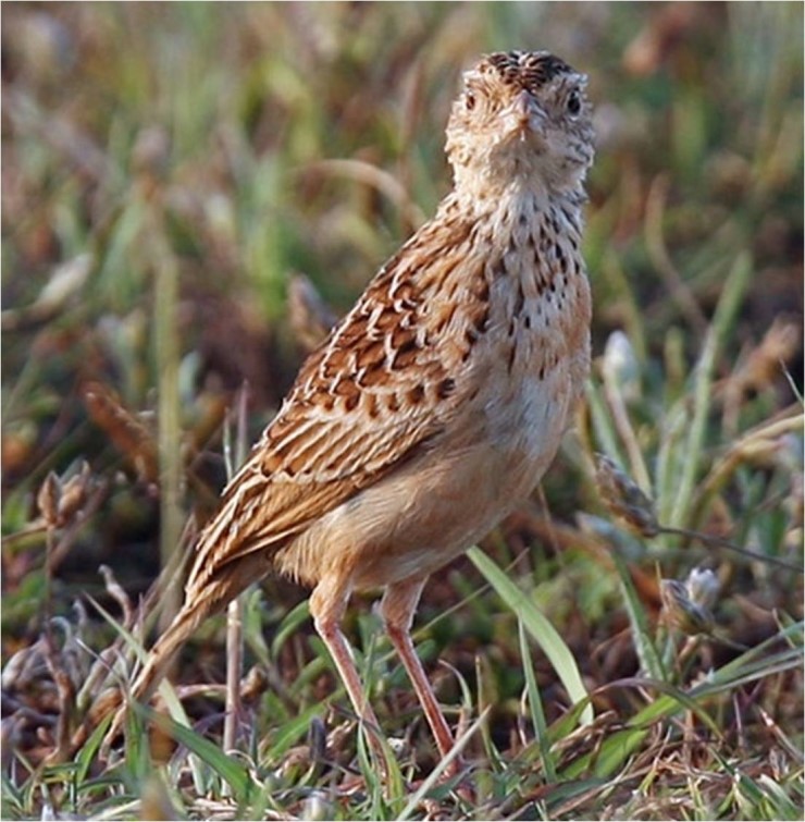리벤 종달새(Liben lark) : 네이버 블로그