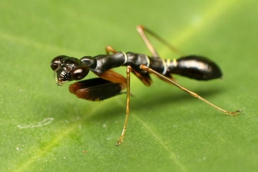 개미를 흉내내는 사마귀 Odontomantis planiceps : 네이버 블로그