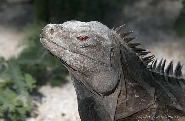 [Googling]붉은눈의 흑기사 Ricord's Iguana : 네이버 블로그