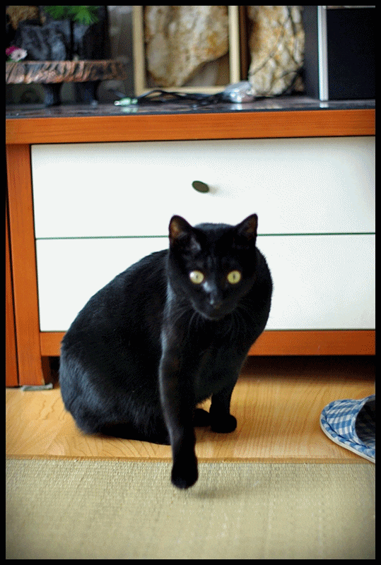 떼굴이 망사진들 ㅋㅋㅋ : 네이버 블로그