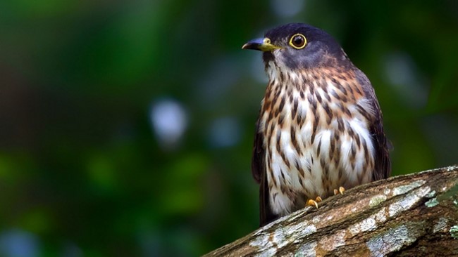 매사촌 [Northern Hawk Cuckoo] : 네이버 블로그