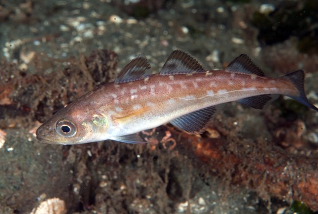 명태 [walleye pollock] : 네이버 블로그